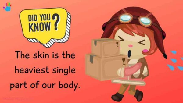 Skin facts for kids (Learn about Skin) – Kids Learning Pod