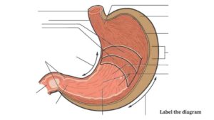 Learn about Stomach and Label Diagram – Kids Learning Pod
